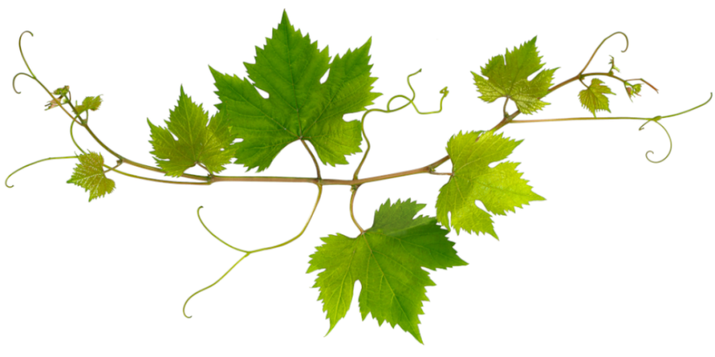 2021 Falerio, Maison Saladini Pilastri – Tasting Note | Ben Franks Wine