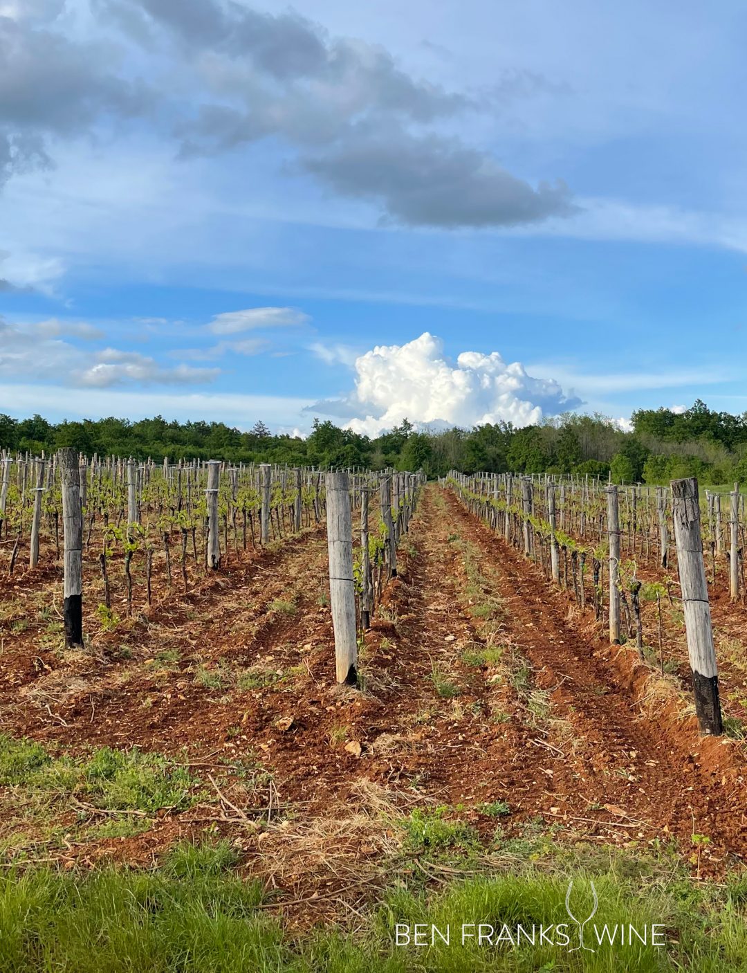 Luma Monteiro: Croatia’s Istrian wines are the rising stars you should ...