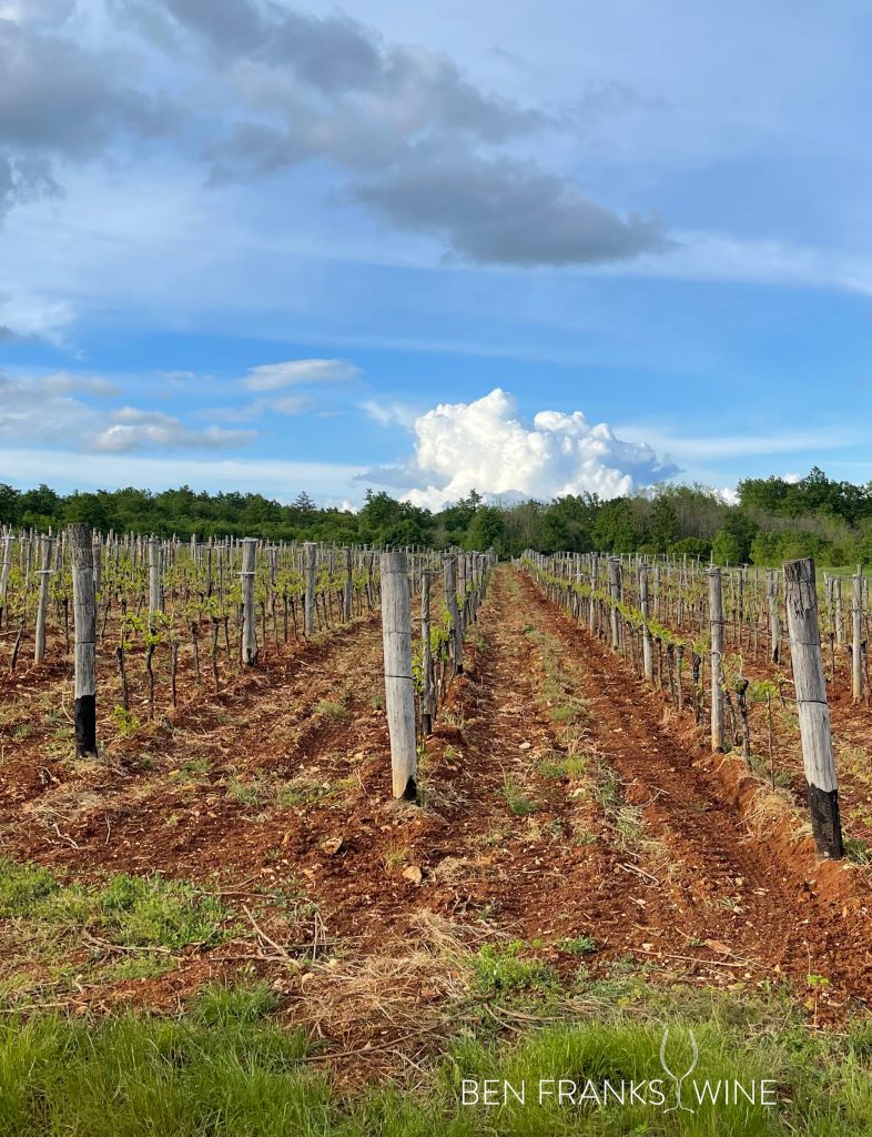 Luma Monteiro: Croatia’s Istrian wines are the rising stars you should ...